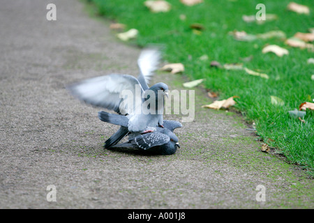 Turtle dove suitor natural close up birds bird flu pigeon wildlife wild ...