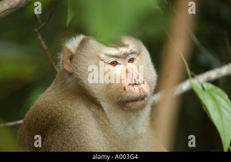 Adult male Northern Pig-tailed Macaque walking on the road in Khao Yai ...