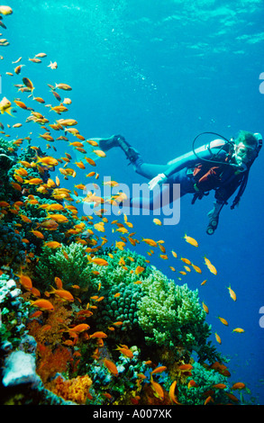 Coral Reef at the Red Sea Egypt Stock Photo - Alamy