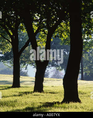 Row of tree trunks in sunshine on forest Stock Photo - Alamy