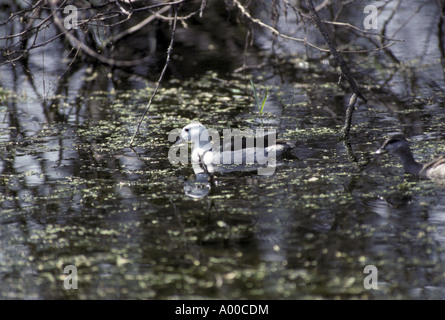 Cotton pygmy goose (Nettapus coromandelianus) floating on water Stock ...
