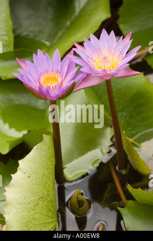 Lotus flowers bloom in a pond at Banhe Village, Chengguan Town ...