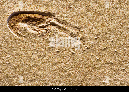 Fossil of Mecochirus longimanatus, museum of natural history, Berlin ...