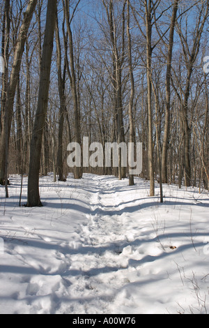 Snowy trail path in the winter coniferous forest.Cold sunny winter ...