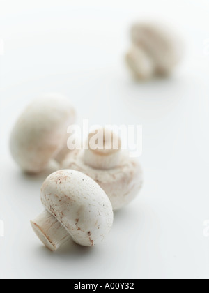 Cultivated mushroom (Agaricus bisporus) life cycle showing buttons ...