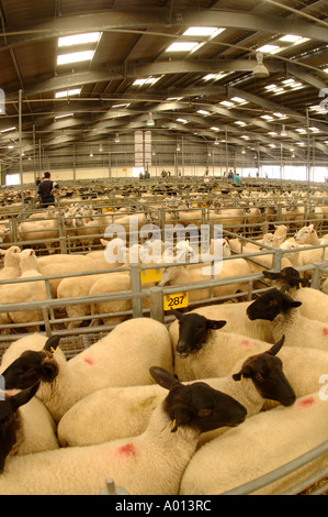 sheep being sold at Exeter market Stock Photo - Alamy
