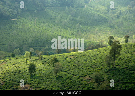 Tea plantations, Vagamon, Kerala, India, Asia Stock Photo - Alamy
