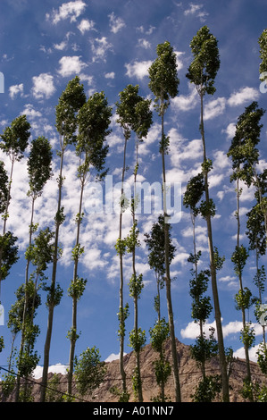 Big poplar trees as grown in Ladakh India Stock Photo - Alamy