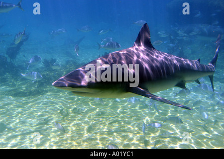 Bull shark at Shark Bay Sea World Gold Coast QLD Australia Stock Photo ...