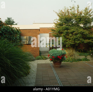 shrubs of white daisies in the summer, white daisies growing in the ...