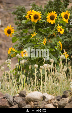 Sunflowers in Dha Hanu village Indus valley Ladakh Kashmir India Stock ...