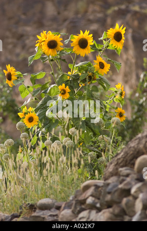Sunflowers in Dha Hanu village Indus valley Ladakh Kashmir India Stock ...