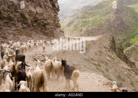 Goats blocking road in Lahaul Valley Manali Leh road Lahaul Valley ...