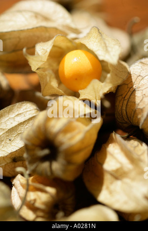 Physalis plant with fruits Stock Photo - Alamy