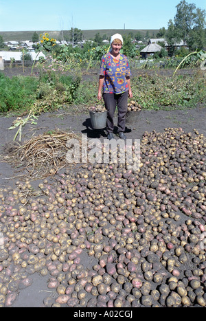 Woman gathers potato. Potato harvesting. Altai. Siberia. Russia Stock ...