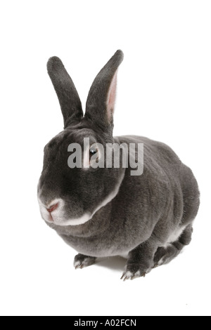 Grey Rex rabbit Stock Photo - Alamy