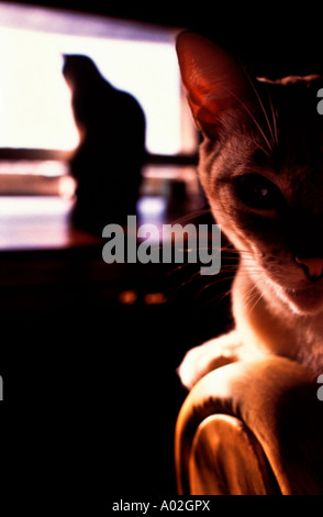 Two cats at home Stock Photo - Alamy