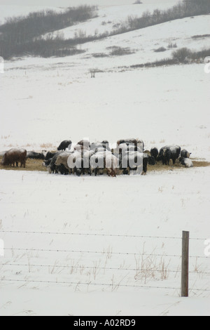 Cattle in Battle River Valley Stock Photo - Alamy