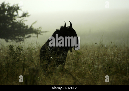 Wilderbeast in mist Tala Game Reserve KwaZulu Natal South Africa Stock ...