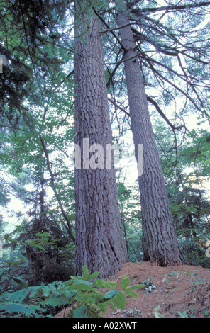 Canada, Ontario, Temagami, old growth pine forest (Large format sizes ...