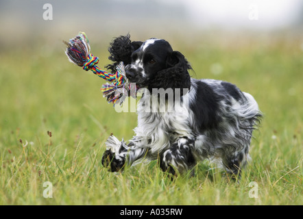 running English Cocker Spaniel Stock Photo - Alamy