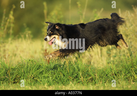 Australian Shepherd jumping Stock Photo - Alamy