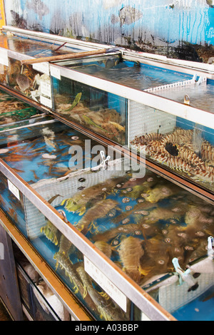 Live Lobsters in Tank at Fish Market Stock Photo - Alamy