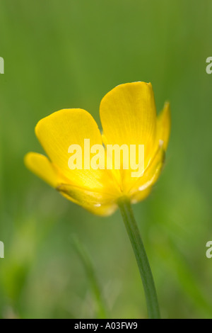 Yellow flower of Ranunculus acris on green grass background on sunny ...