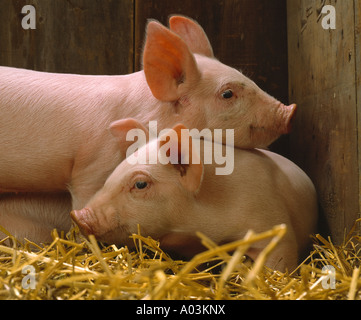 Cute baby pig, two weeks old, from the Swabian-Hall swine breed, with ...