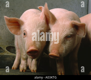 25-30 LB FEEDER PIG Stock Photo - Alamy