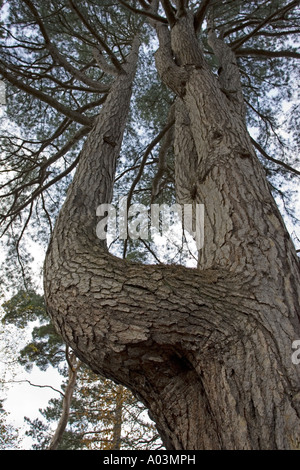 Crimean Pine (Pinus nigra pallasiana) Plantae Stock Photo - Alamy