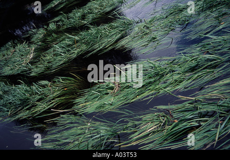 Water Weed in a Fast Flowing Chalk Stream, River Colne, Hertfordshire ...