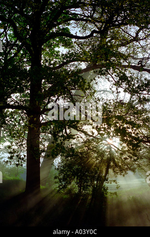 Sun Streaming Through Tree Branches Stock Photo - Alamy