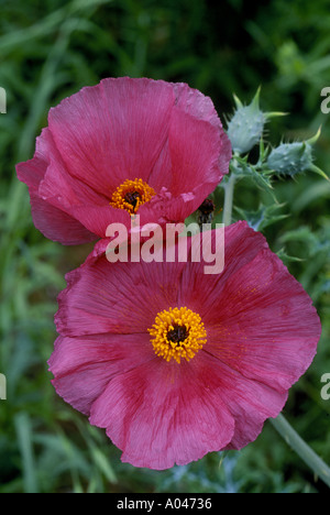 Red Prickly Poppy (Argemone Sanguinea) in bloom Stock Photo - Alamy