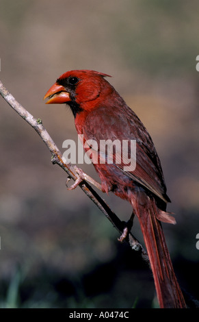 The Northern Cardinal, Cardinalis cardinalis, is found in the U.S ...