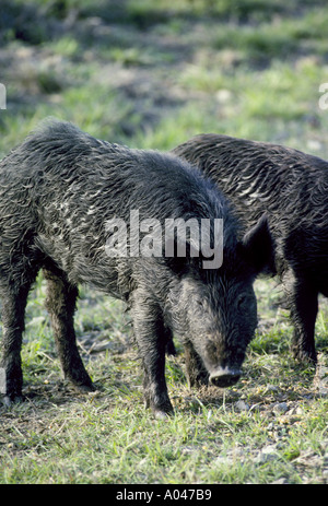 Feral Hog sus scrofa Linnaeus family Suidae Stock Photo - Alamy