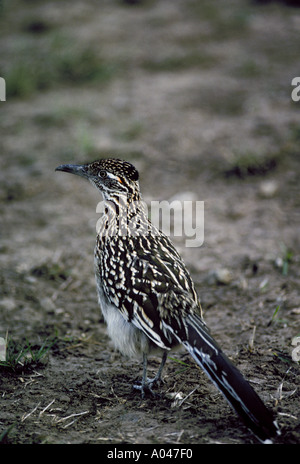 Greater Roadrunner Geococcyx californianus member of the cuckoo family ...