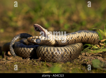 Grass snake feigning death - Kent, England, UK Stock Photo - Alamy