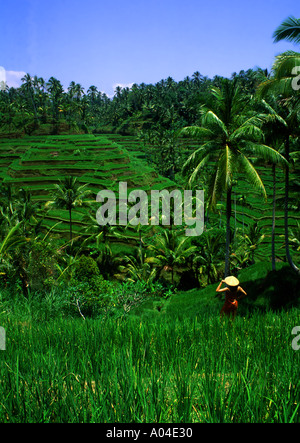 Layered rice fields in Bali Rich green color Stock Photo - Alamy