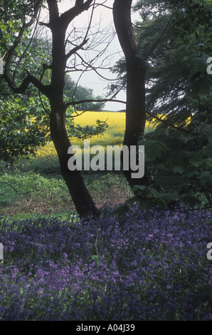 Bluebell walk in Devon England UK Stock Photo - Alamy