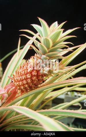 Small jungle pineapple growing on the plant Stock Photo - Alamy