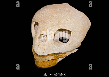 Skeleton of a Loggerhead sea turtle (Caretta caretta), poaching, Sal ...