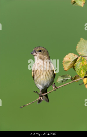 A female greenfinch (Carduelis chloris) perched on a branch at RSPB ...