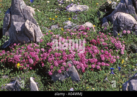 Daphne (Daphne striata), flowering stand Stock Photo - Alamy