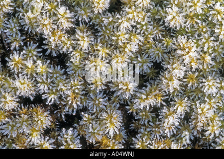 Springy turf-moss, Square goose neck moss (Rhytidiadelphus squarrosus ...