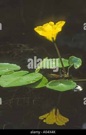 Fringed Waterlily (Nymphoides peltata) flowering Stock Photo - Alamy
