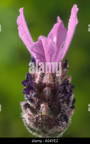 Lavandula 'Fathead'. Lavender Stock Photo - Alamy