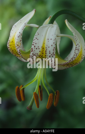 Lilium taliense. Lily Stock Photo - Alamy