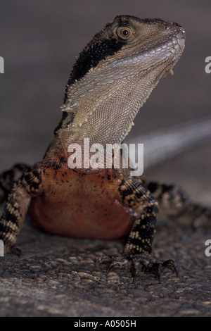 Small lizard looks alert Stock Photo - Alamy