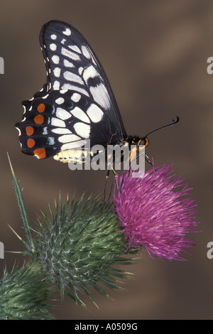 Dainty Swallowtail (Papilio anactus) Insecta Stock Photo - Alamy